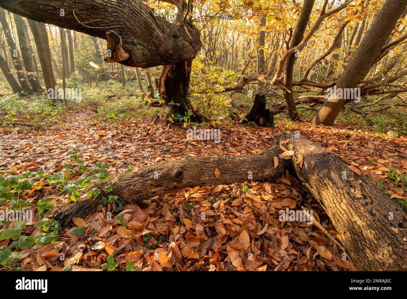 Natures chaos; natural environmental patterns formed by shapes in an ...
