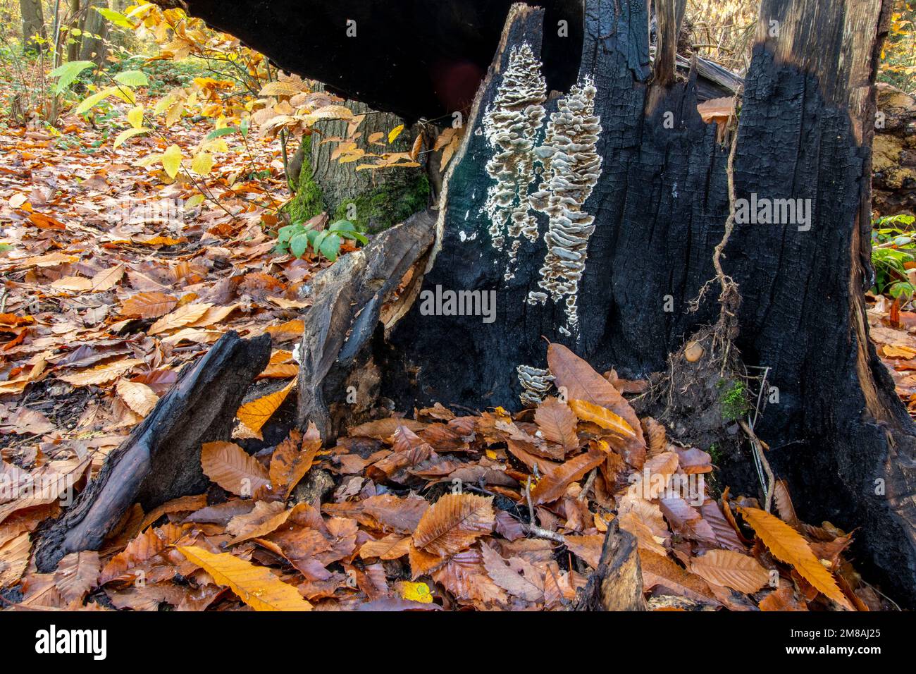 Natures chaos; natural environmental patterns formed by shapes in an ...