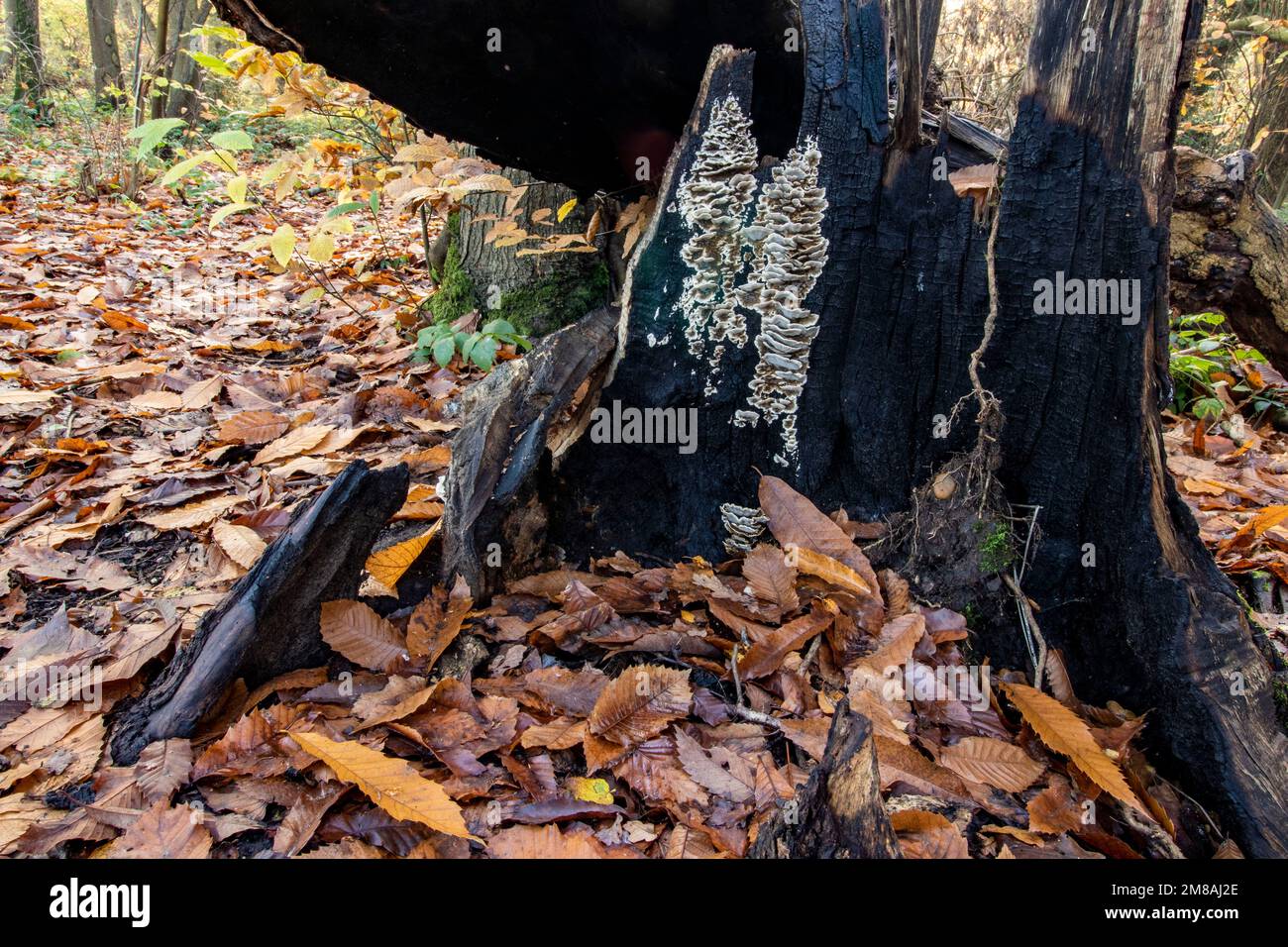 Natures chaos; natural environmental patterns formed by shapes in an ...
