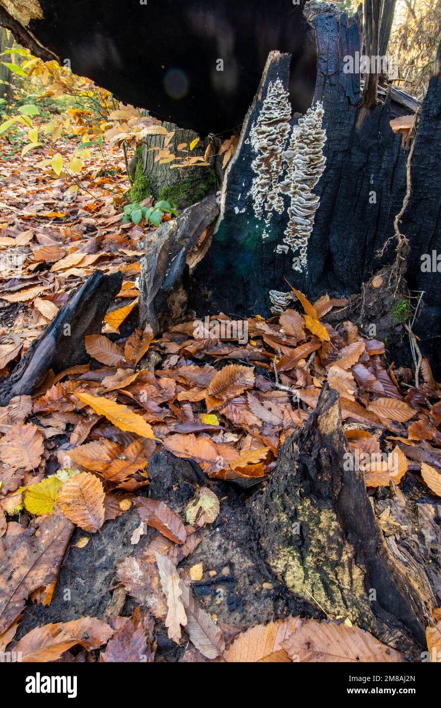 Natures chaos; natural environmental patterns formed by shapes in an ...