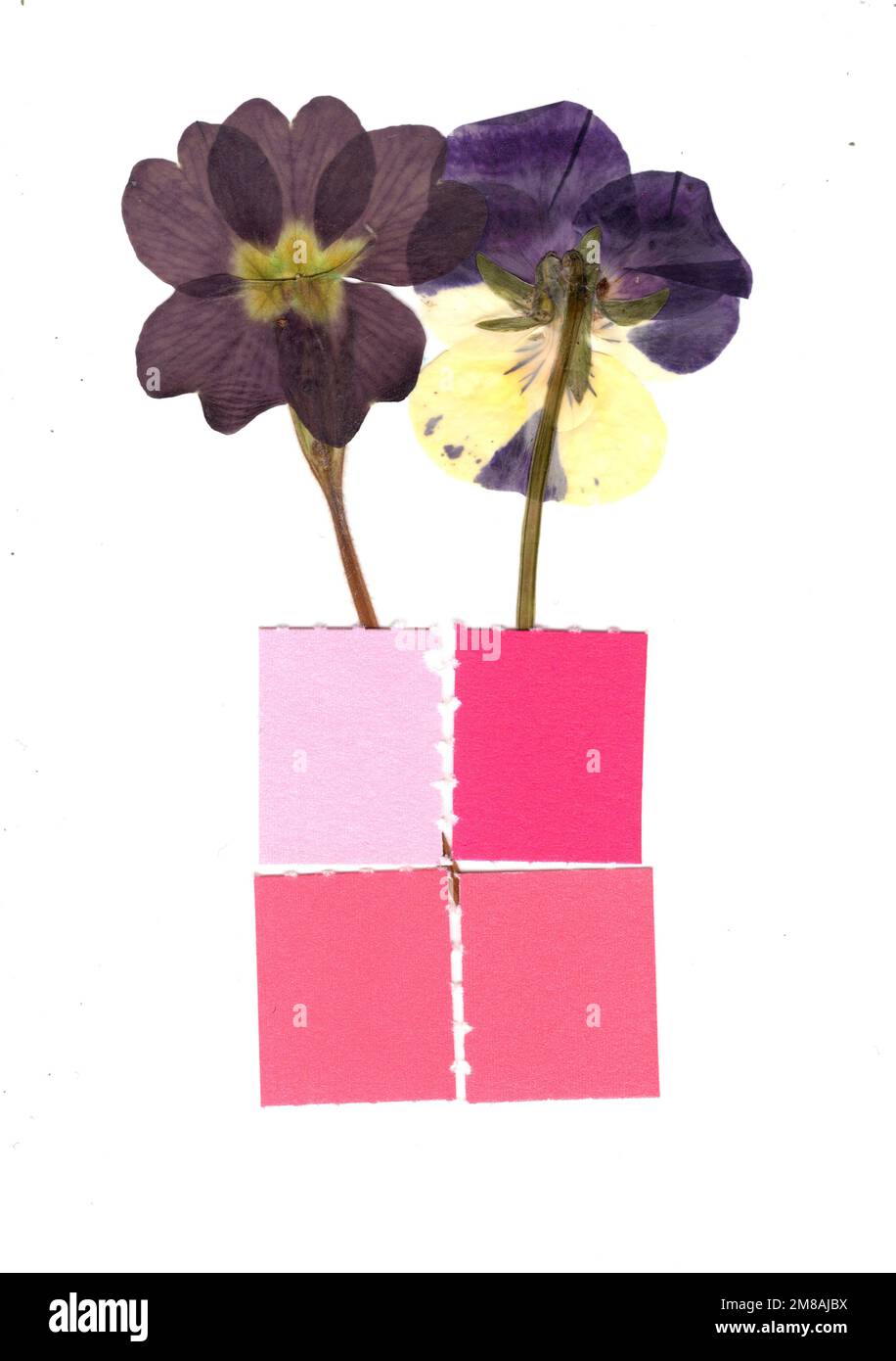 Pressed violet flowers in a pink vase on a white background Stock Photo ...