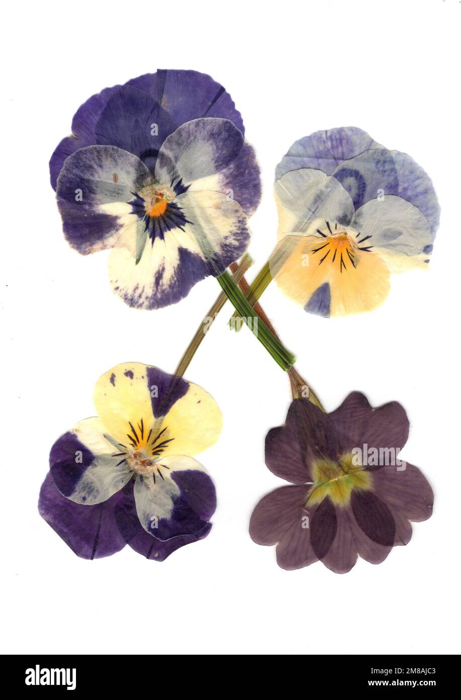 Pressed pansies and geranium flowers on a white background Stock Photo ...