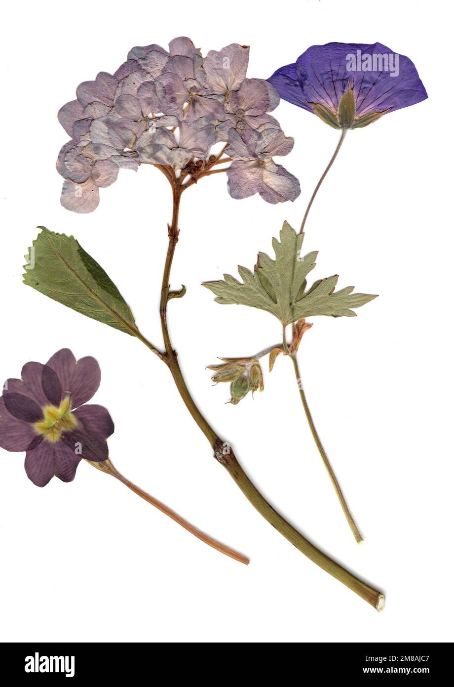Pressed purple summer flowers on a white background Stock Photo - Alamy