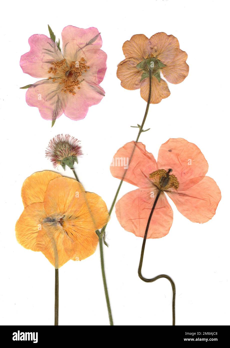 Pressed poppy flowers on a white background Stock Photo - Alamy