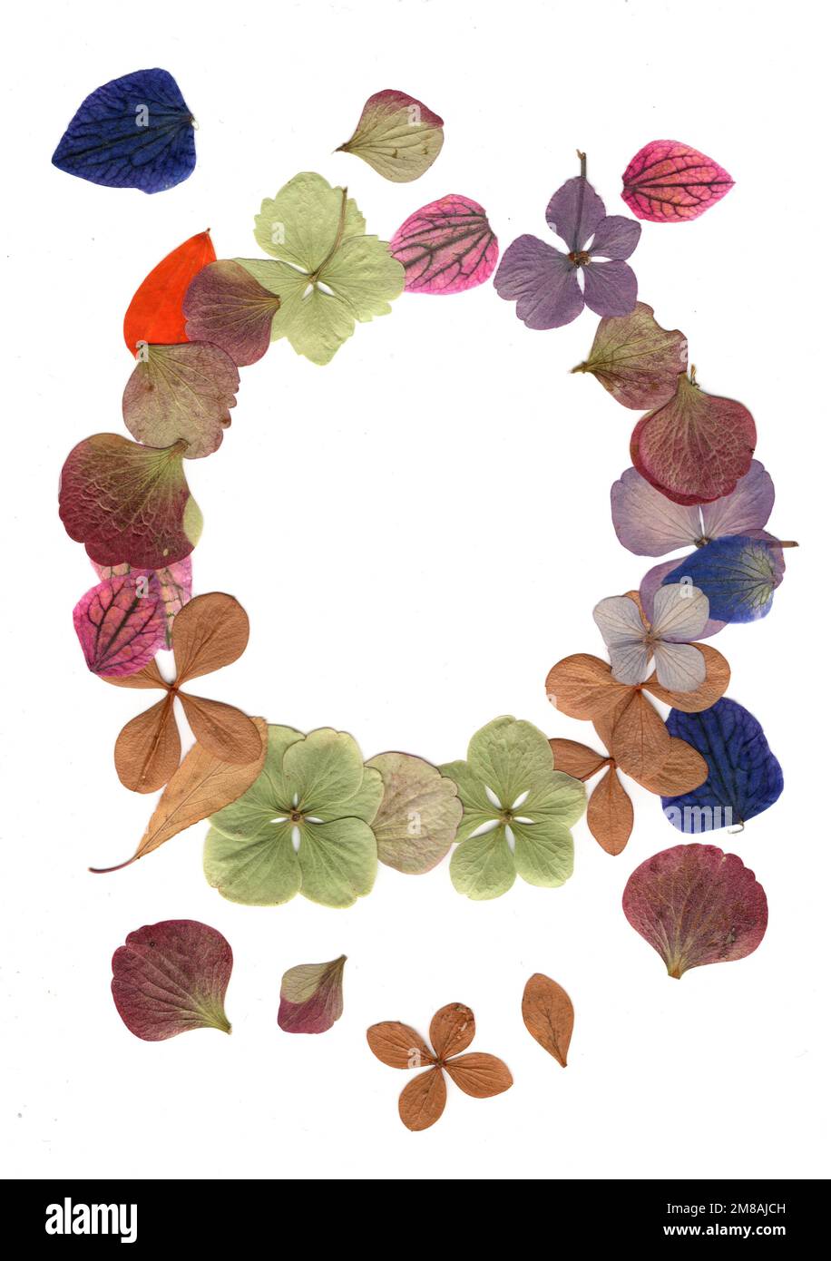 A circle of pressed summer flowers on a white background Stock Photo ...