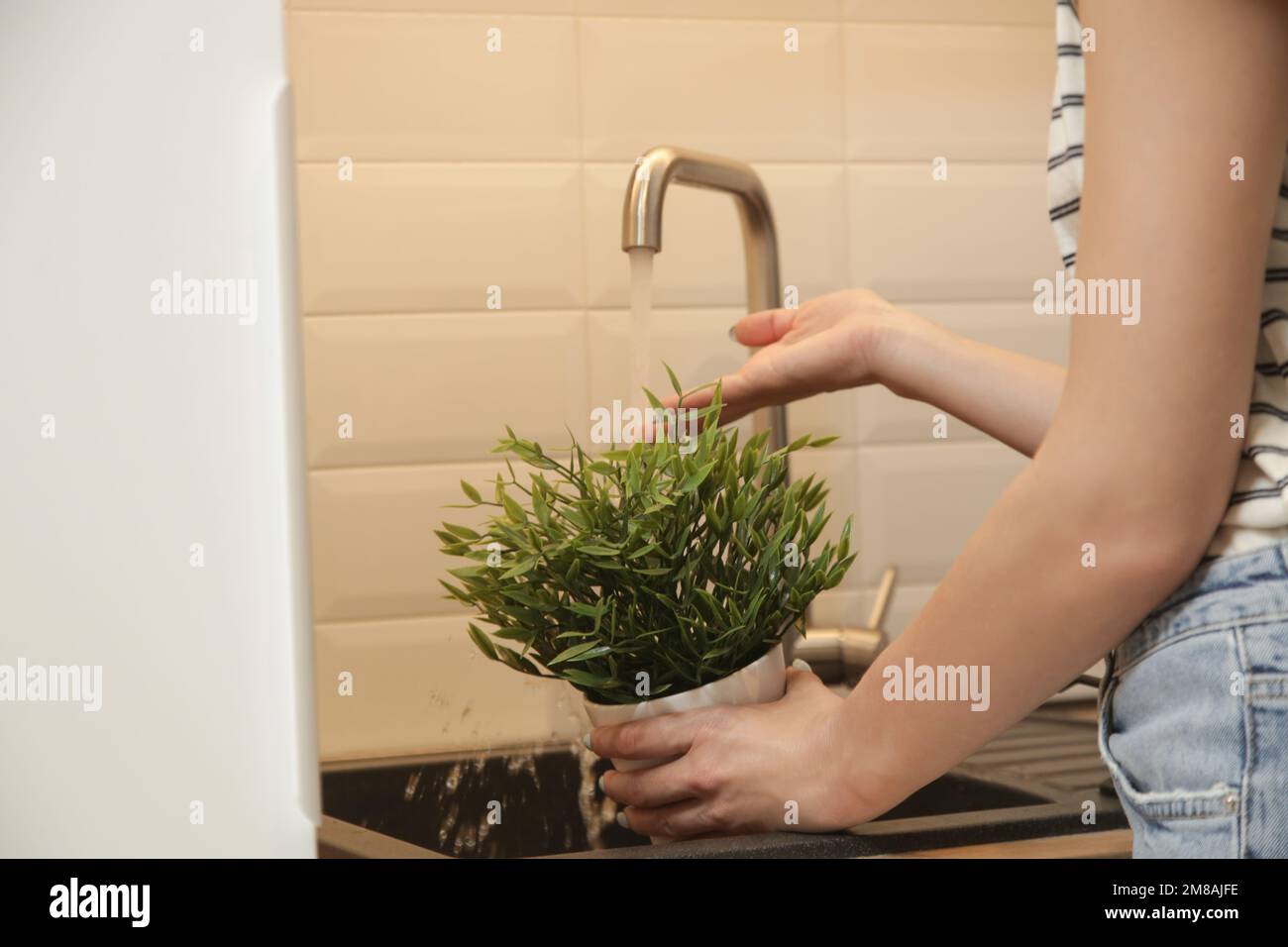 Close up of woman watering and washing her houseplant under running ...