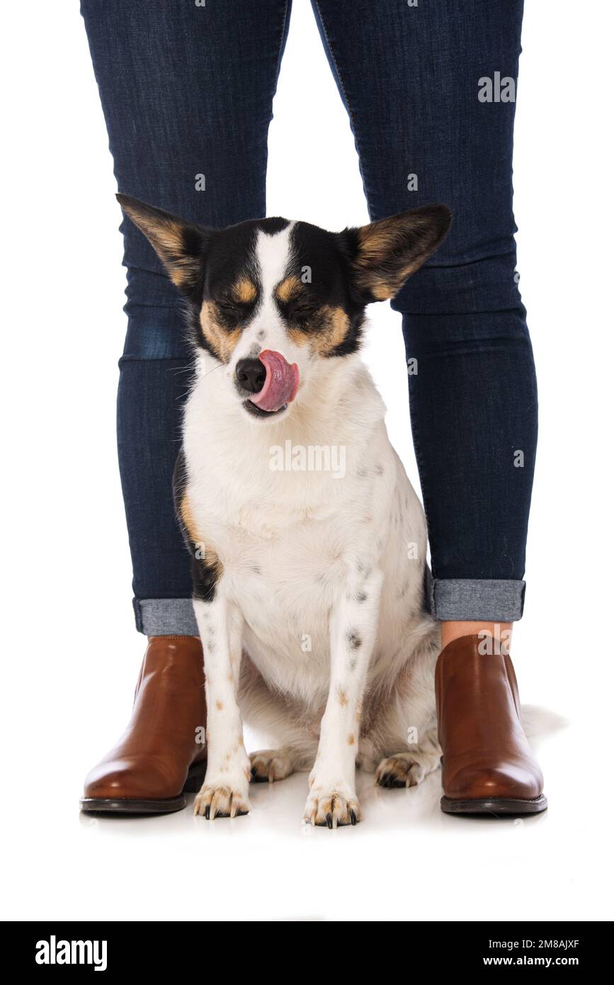 Cute dog sitting between legs isolated on white background Stock Photo ...