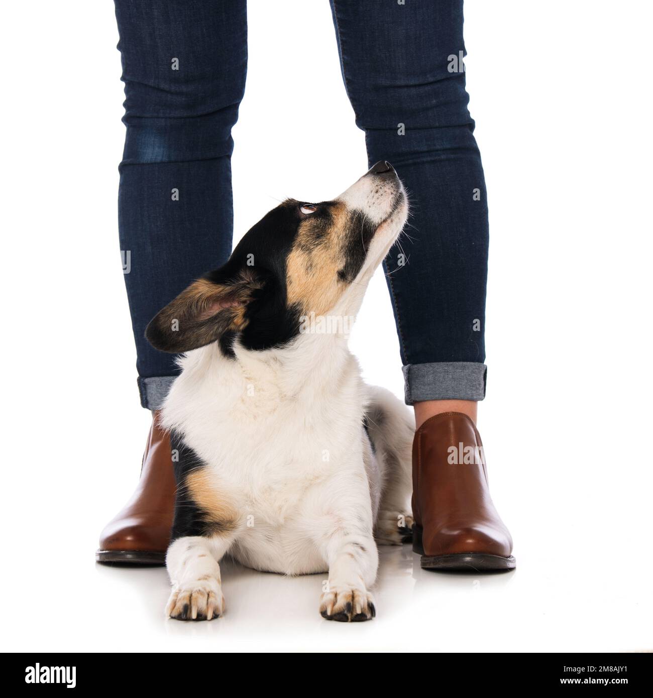 Cute dog sitting between legs isolated on white background Stock Photo ...