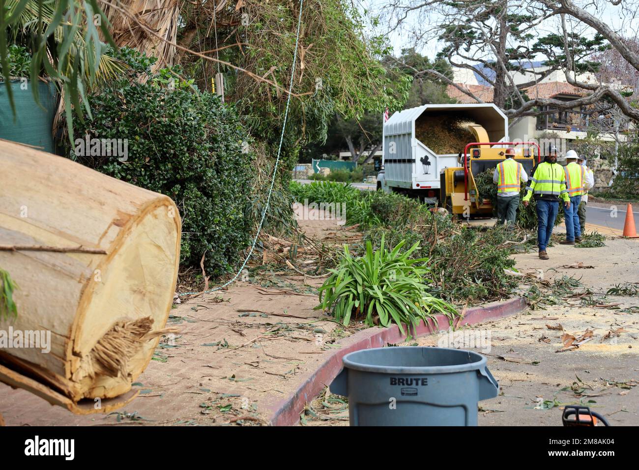 Montecito, California, U.S.A. 12th Jan, 2023. A fallen tree and garbage ...