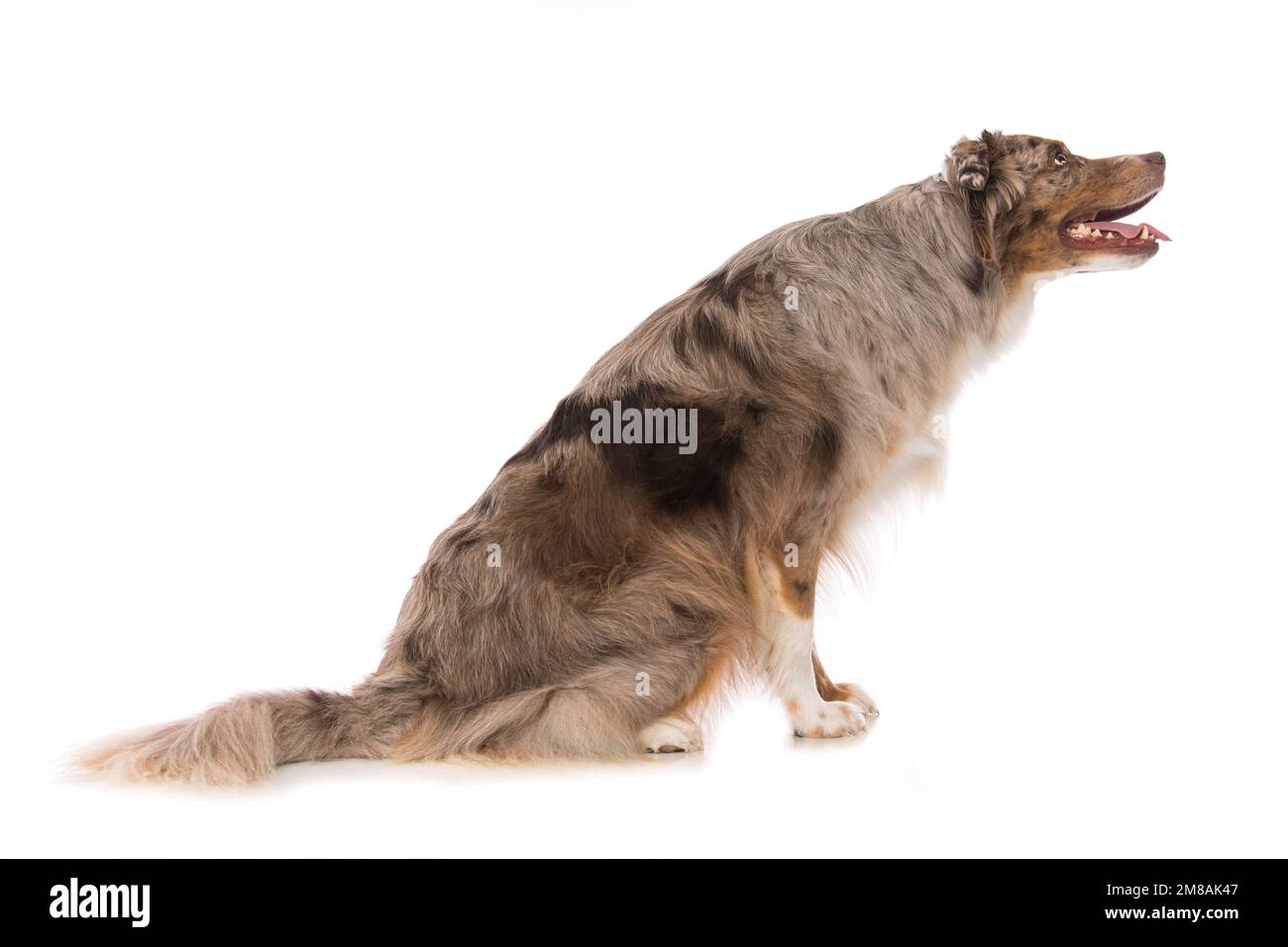 Australian shepherd dog sitting laterally on white background and ...