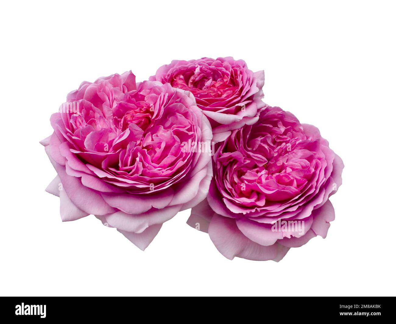Beautiful bouquet of pink roses arrangement isolated on white ...