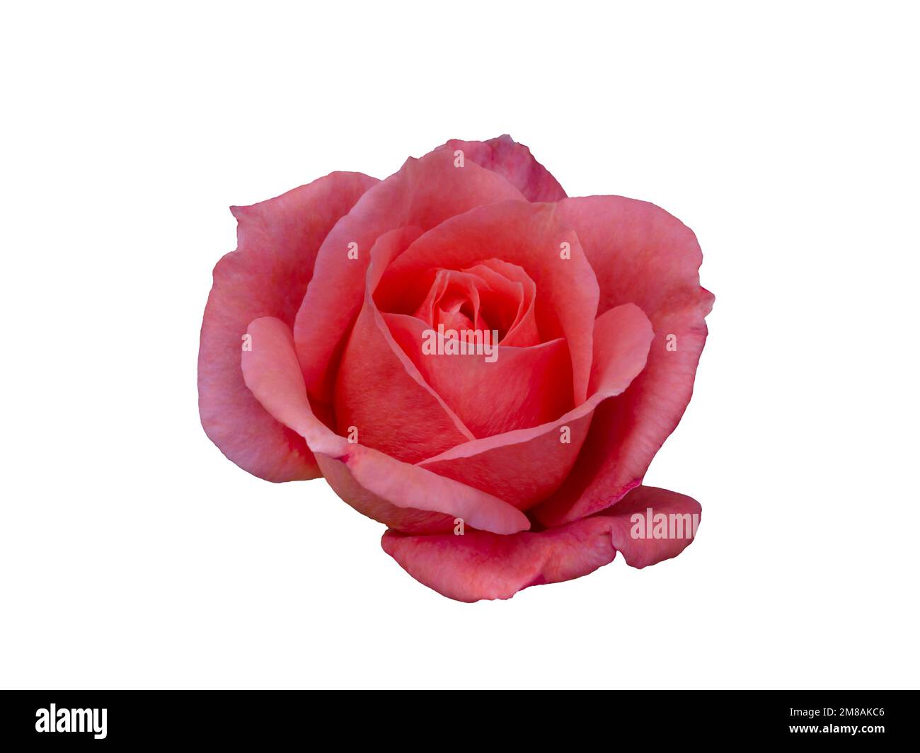 Fresh beautiful pink rose isolated on a white background Stock Photo ...