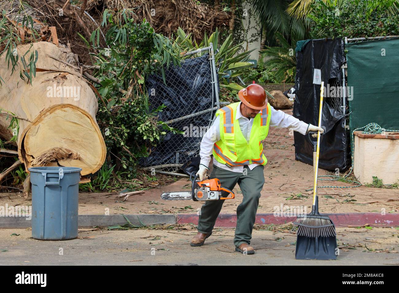 Montecito, California, U.S.A. 12th Jan, 2023. A tree trimmer with a ...