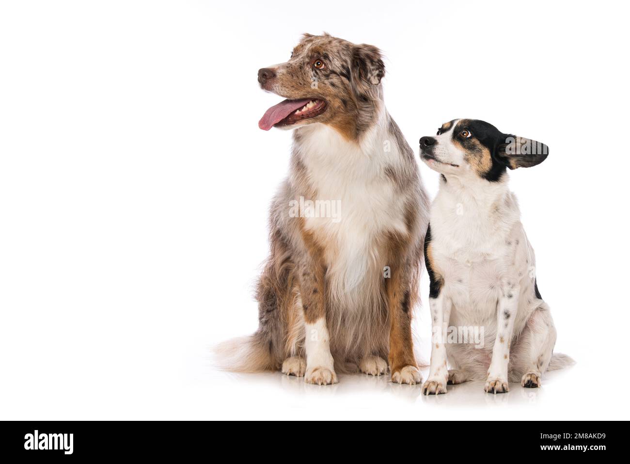 Two dogs sitting side by side on white background and looking to the ...