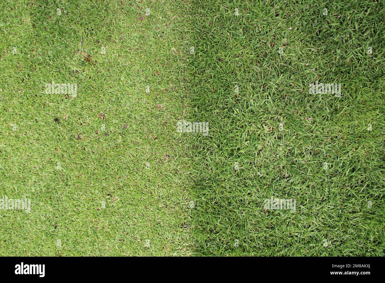 lawn at kings park in perth (australia Stock Photo - Alamy