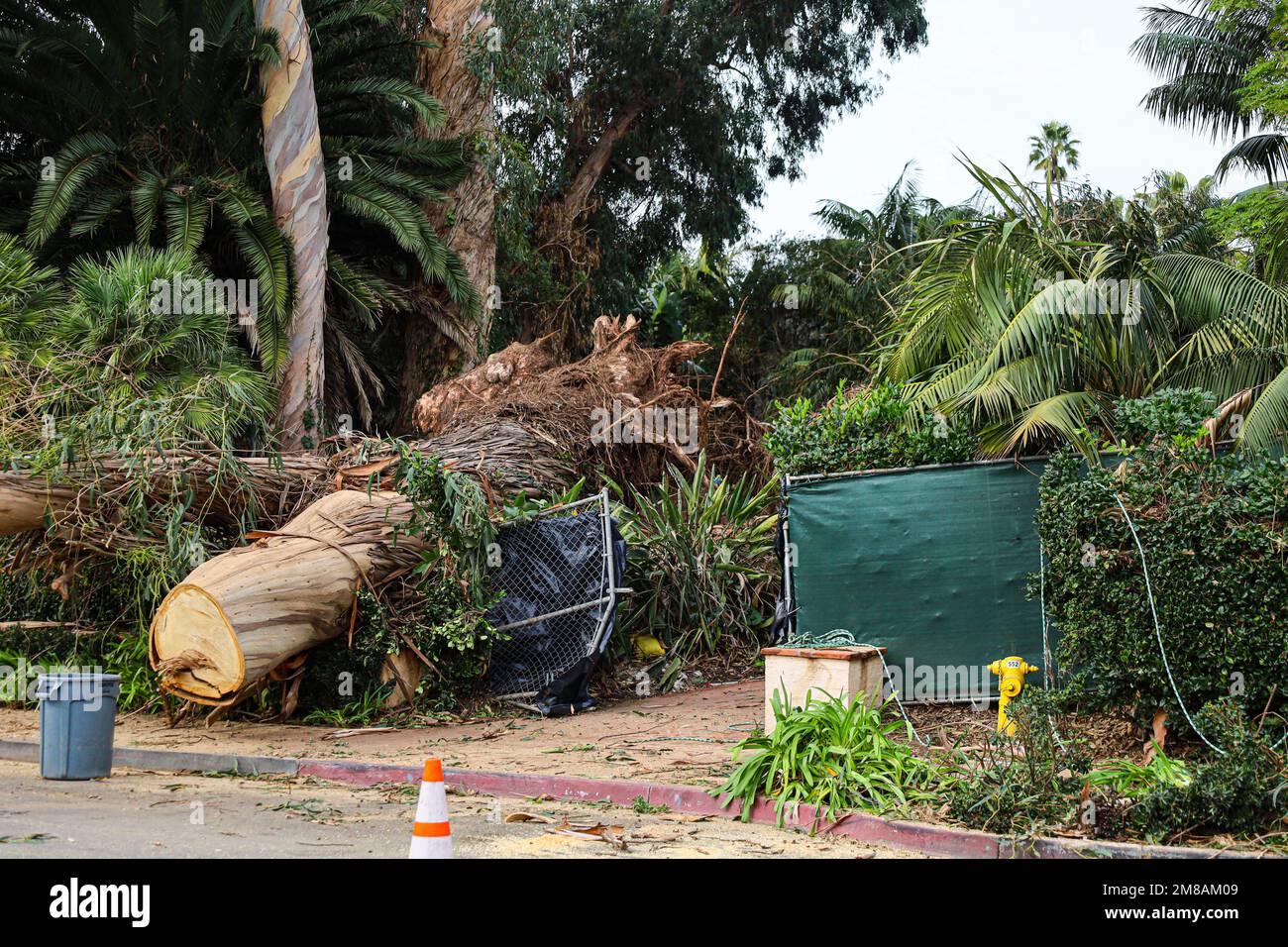Montecito, California, U.S.A. 12th Jan, 2023. A fallen tree and garbage ...