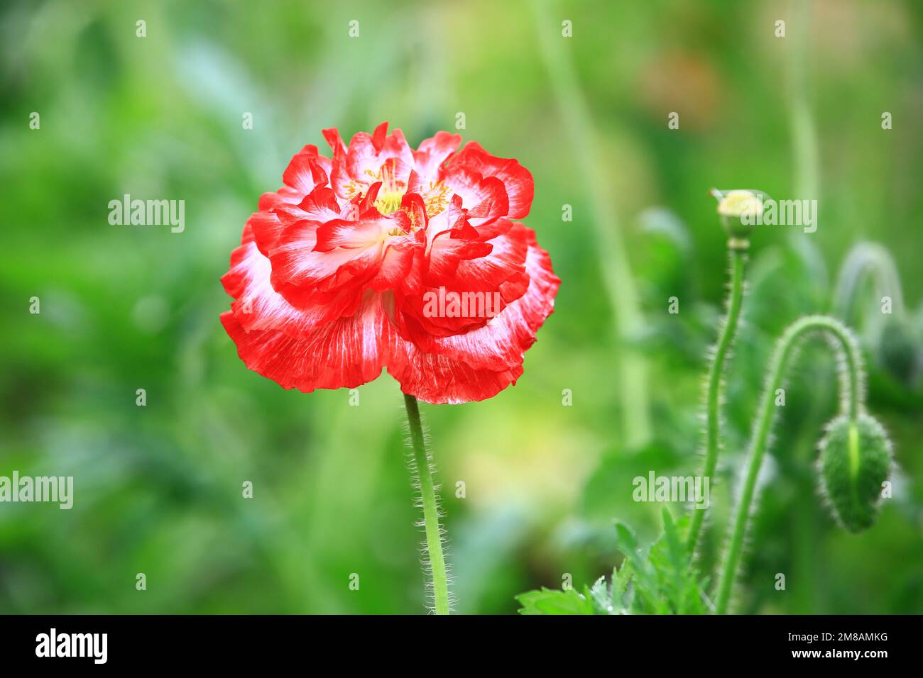 blooming colorful Corn Poppy(Shirley Poppy,Canker Rose) flowers,close ...