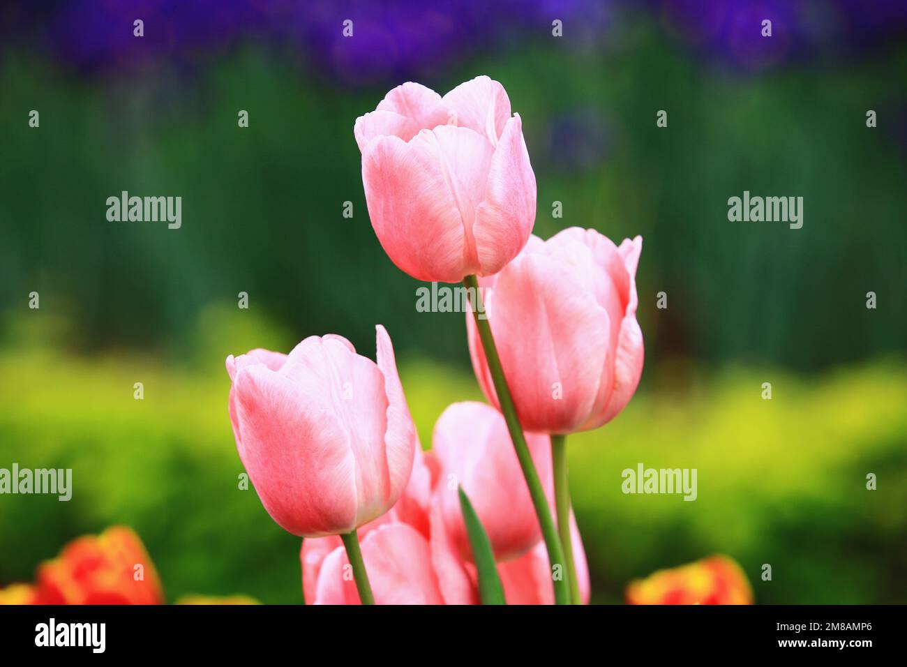amazing view of blooming colorful Tulip flowers,close-up of beautiful ...