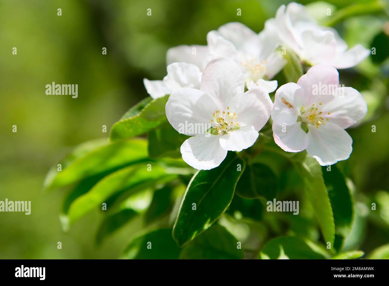 apple blossom white flowers and green leafs spring background Stock ...