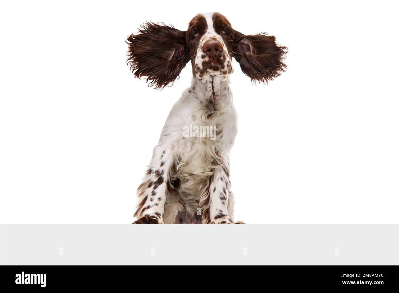 Flying ears. Studio image of beautiful dog, english springer spaniel ...