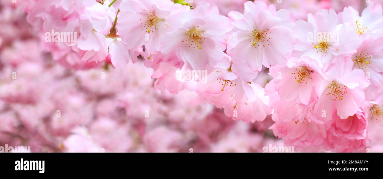 Panorama banner background with beautiful pink flower cherry blossom ...
