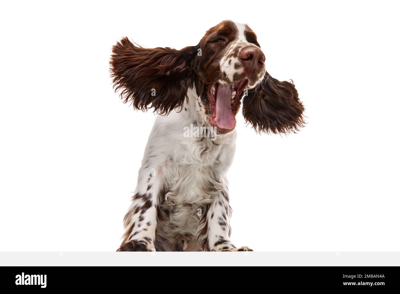Yawning. Studio image of beautiful dog, english springer spaniel posing ...