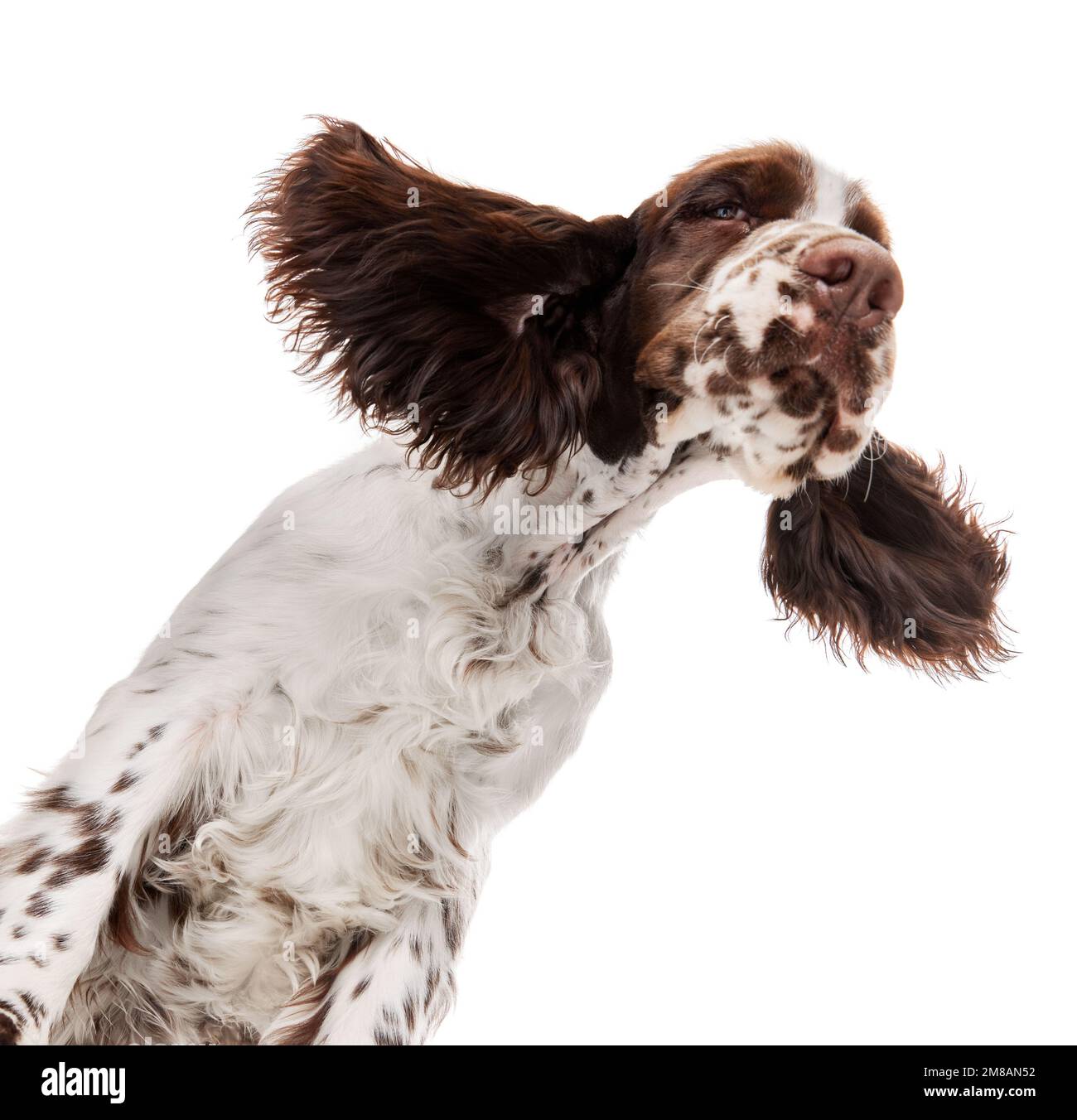 Bottom view. Sniffing. Studio image of beautiful dog, english springer ...