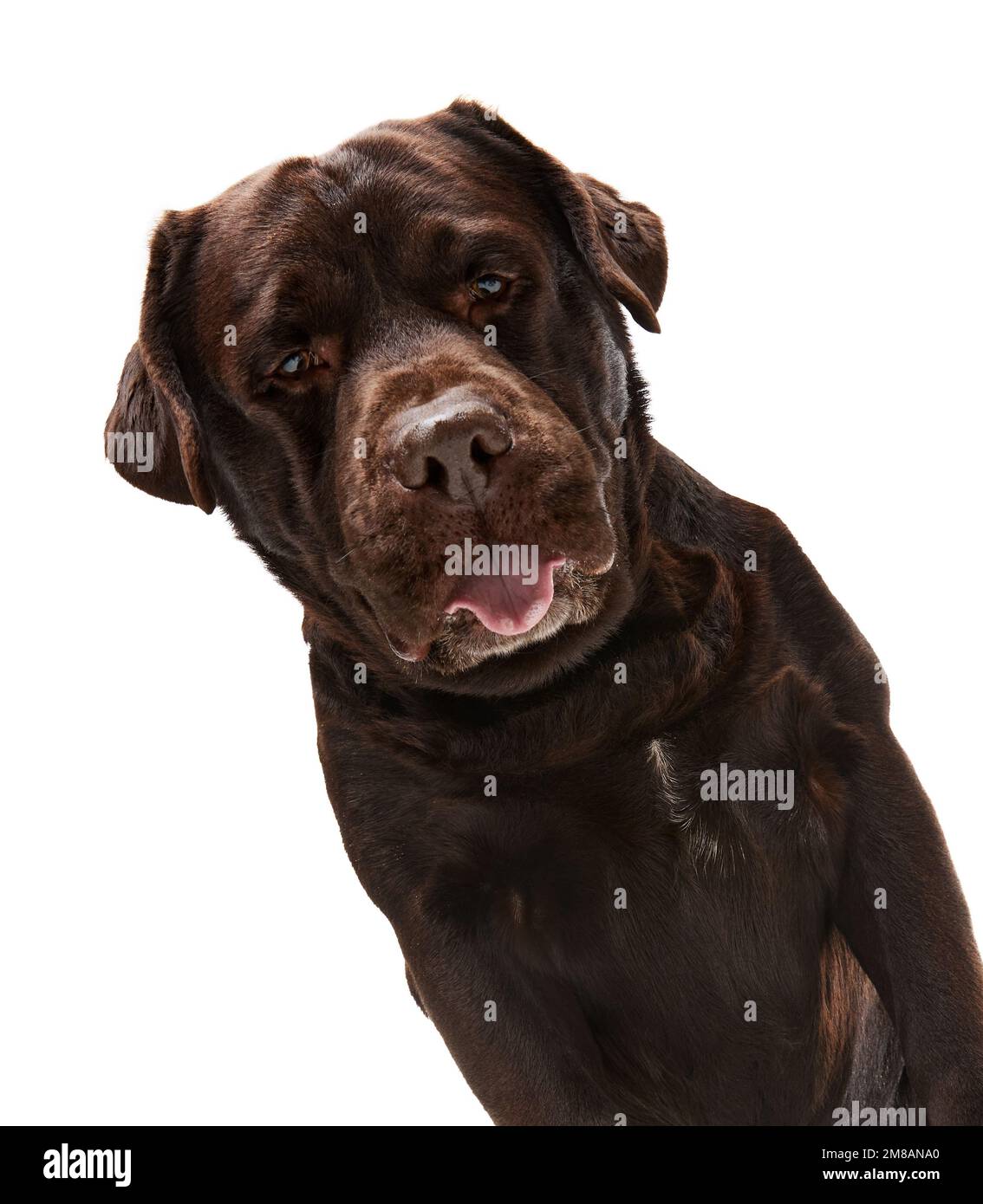 Close-up muzzle. Studio photo of beautiful brown Labrador dog posing ...