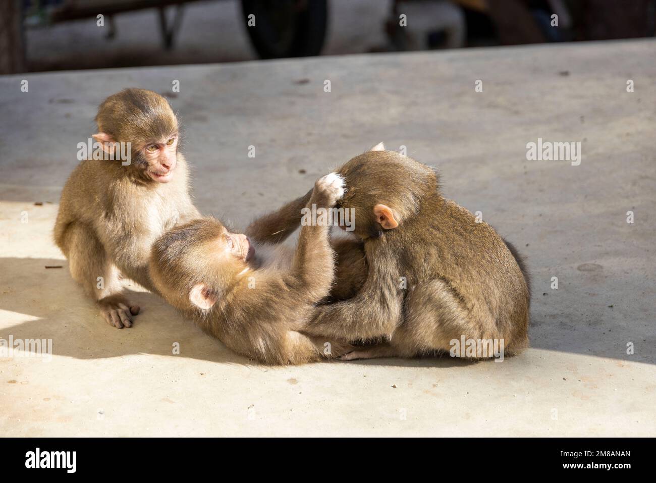 Monkey Park in Beppu, Japan Stock Photo - Alamy