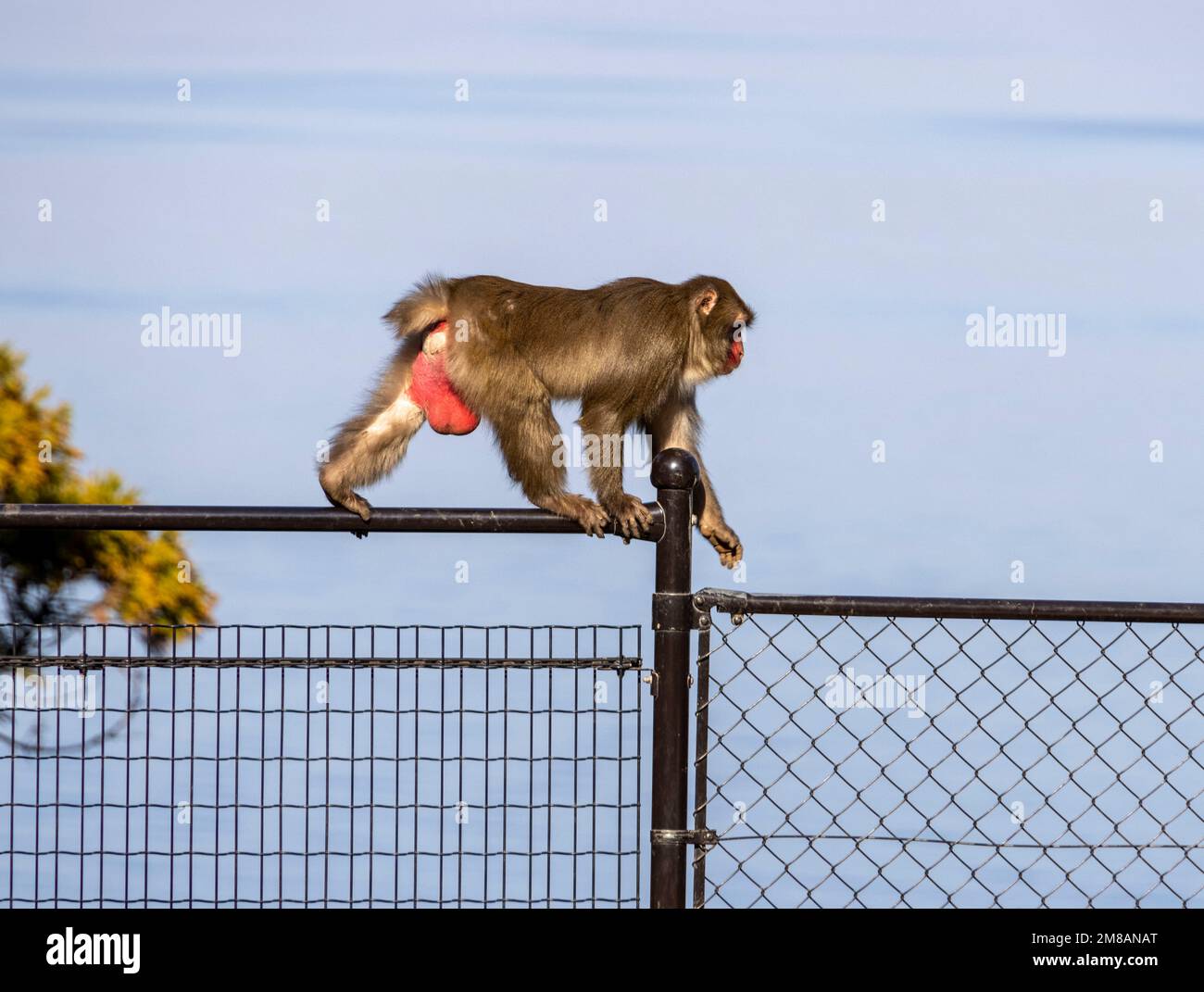 Monkey Park in Beppu, Japan Stock Photo - Alamy
