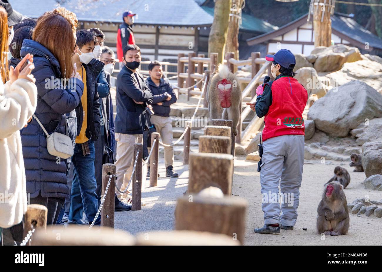 Monkey Park in Beppu, Japan Stock Photo - Alamy