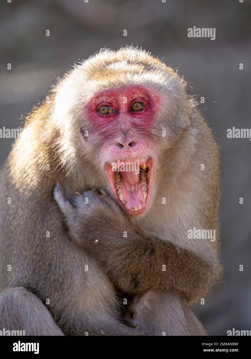 Takasakiyama shizen dobutsuen hi-res stock photography and images - Alamy