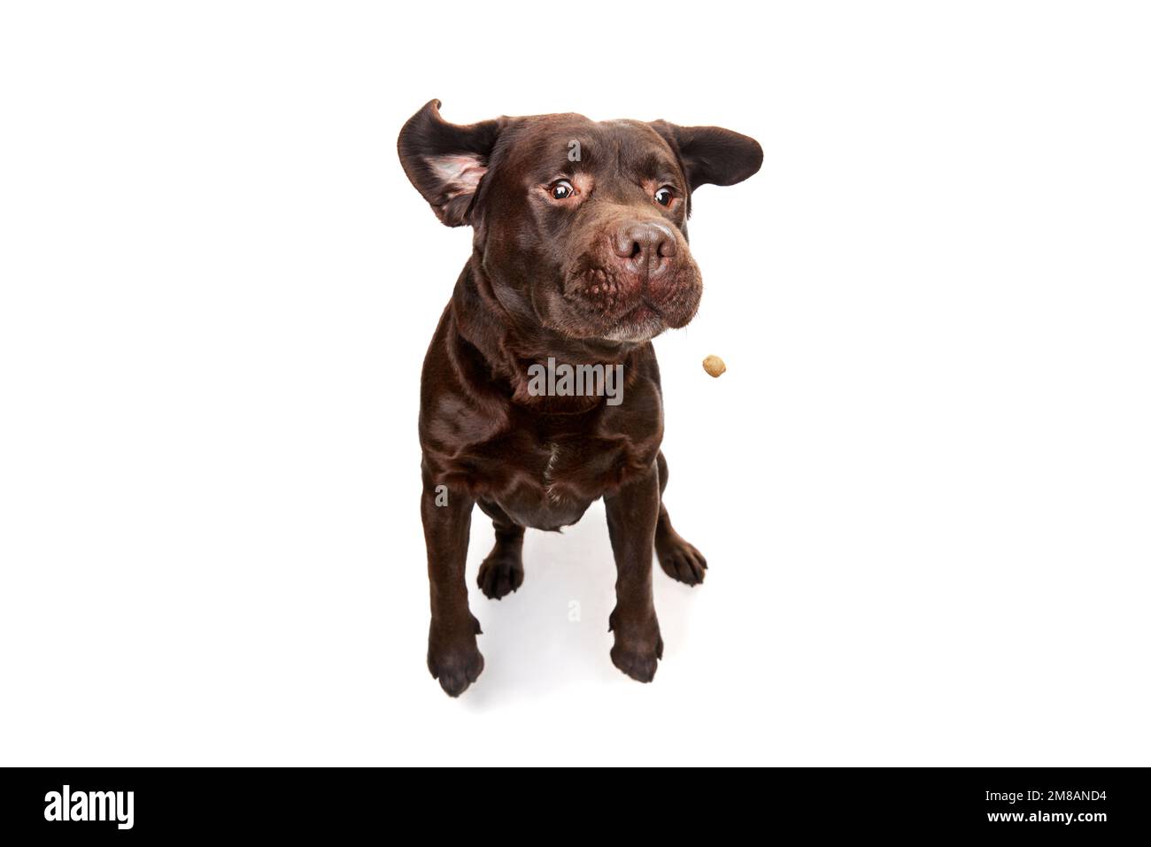Studio photo of cute brown Labrador dog posing, catching food in a run ...