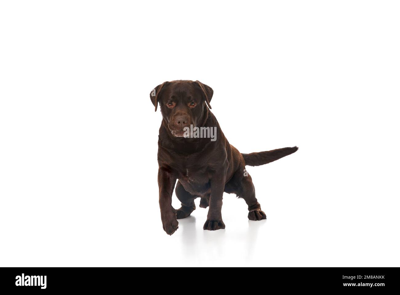 Studio photo of beautiful brown Labrador dog posing, running, walking ...