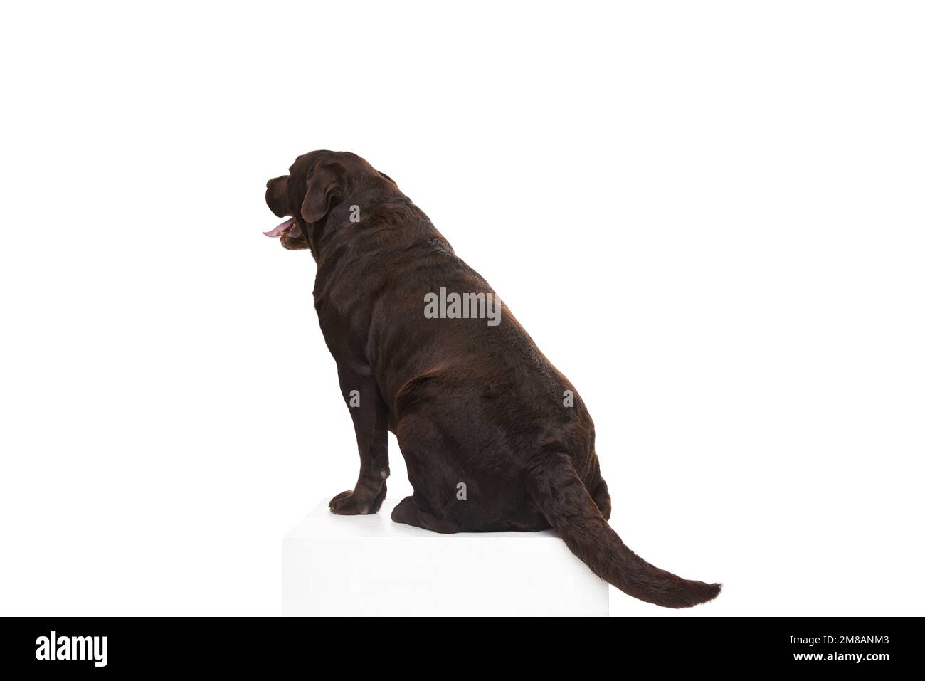 Back view. Studio photo of beautiful brown Labrador dog calmly sitting ...
