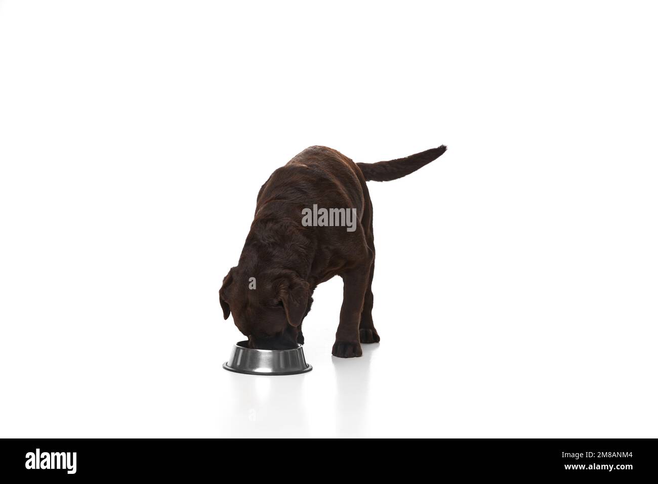 Studio photo of beautiful brown Labrador dog posing, eating or drinking ...