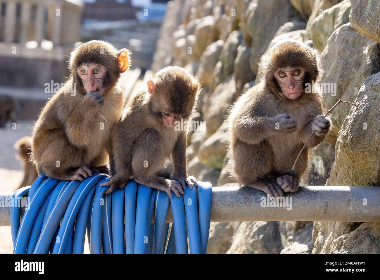 Monkey Park in Beppu, Japan Stock Photo - Alamy