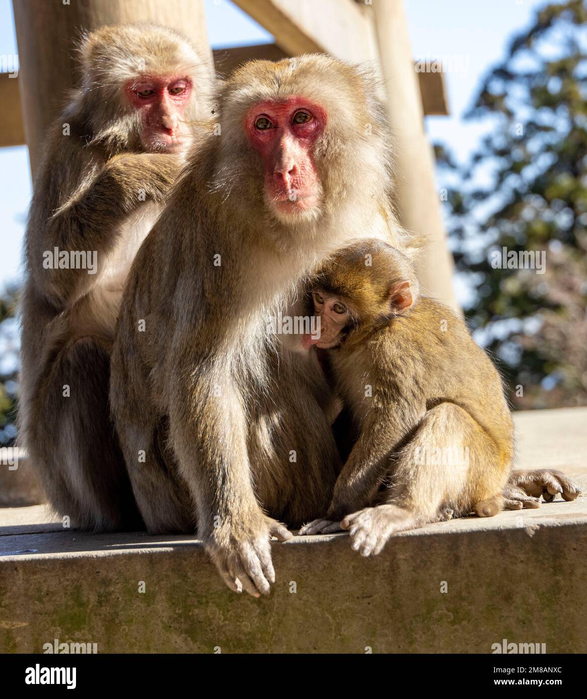 Monkey Park in Beppu, Japan Stock Photo - Alamy