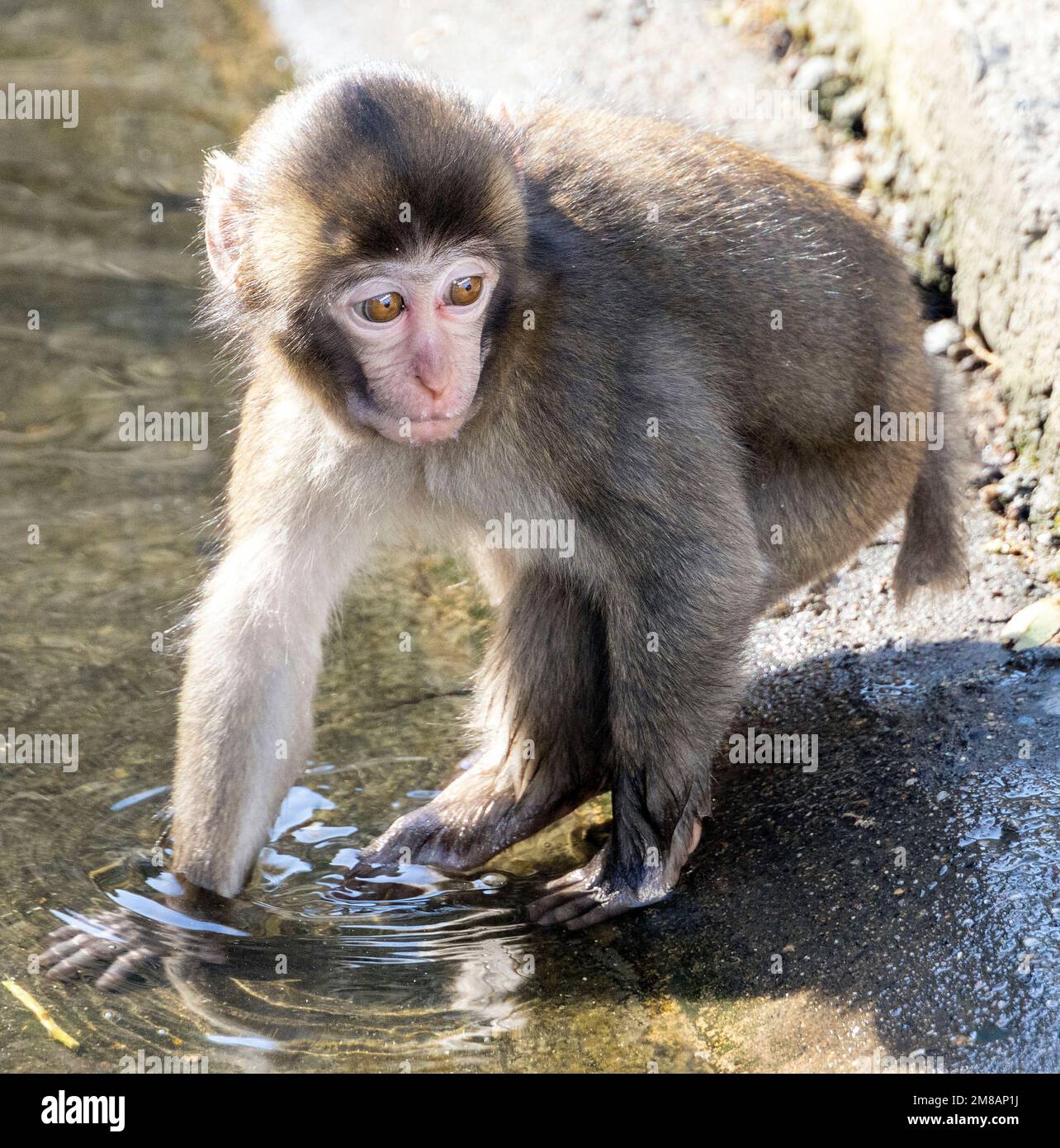 Monkey Park in Beppu, Japan Stock Photo - Alamy