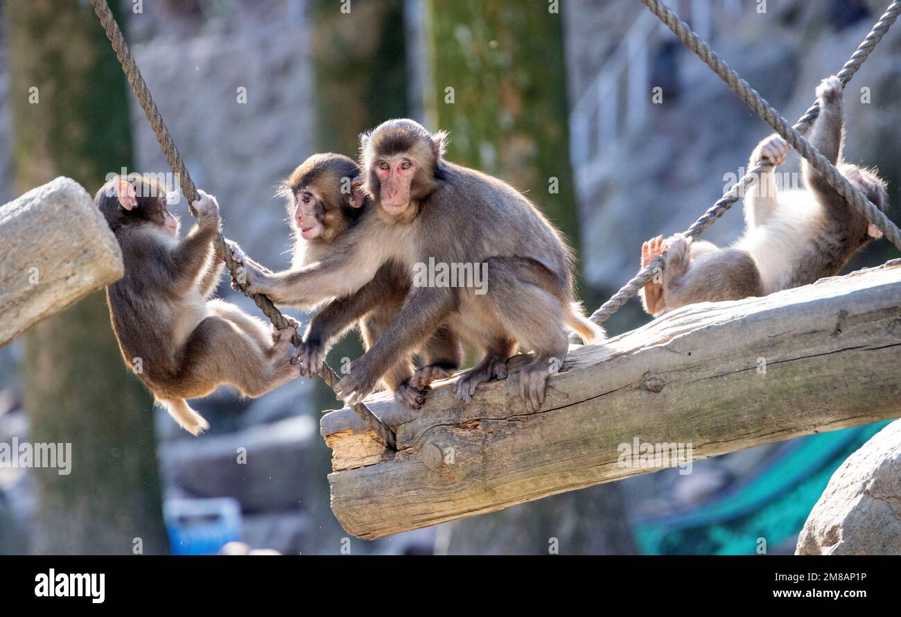 Monkey Park in Beppu, Japan Stock Photo - Alamy
