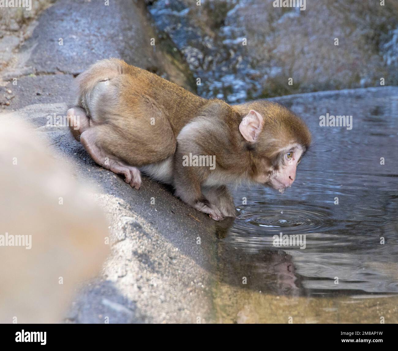 Monkey Park in Beppu, Japan Stock Photo - Alamy