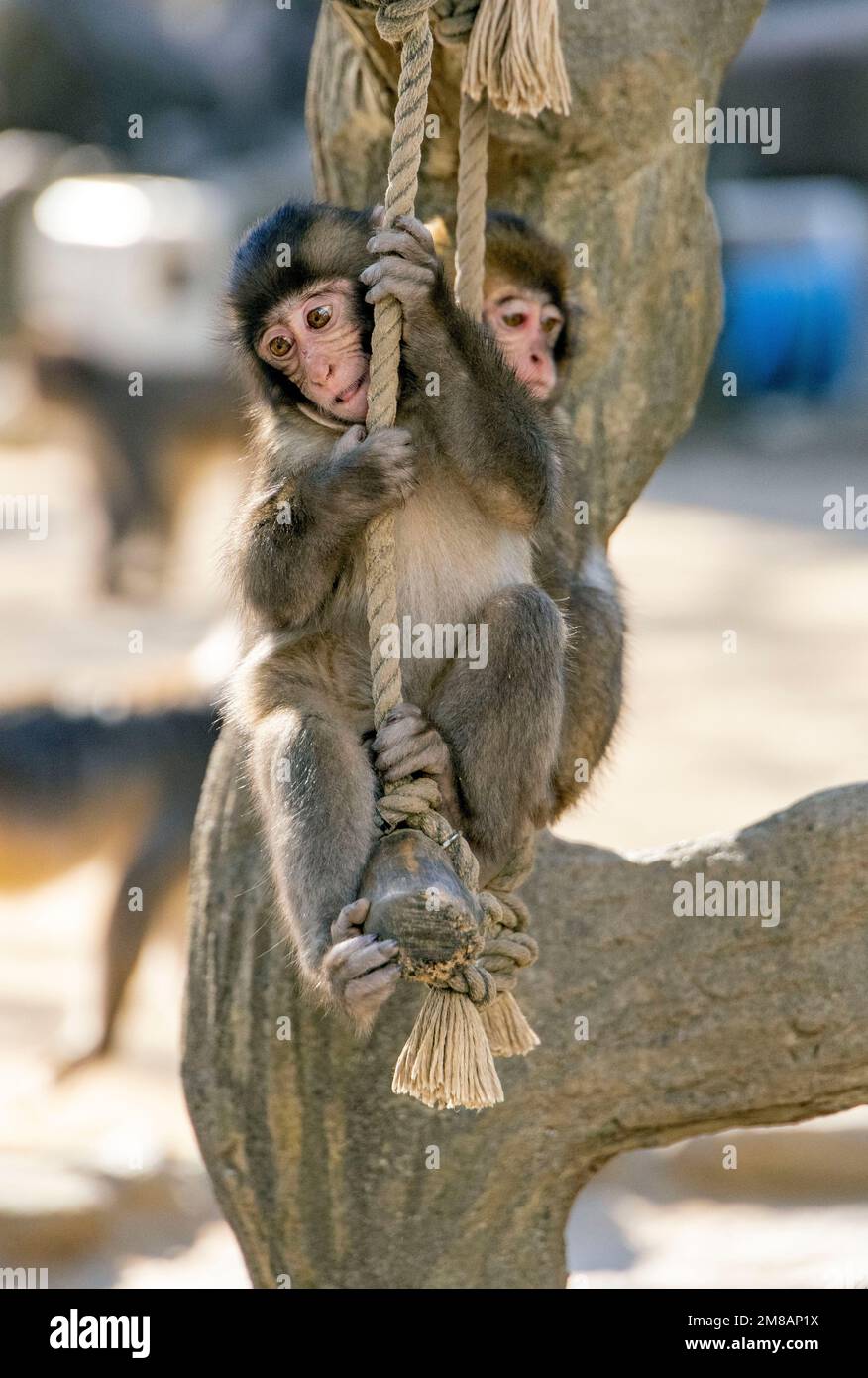 Takasakiyama shizen dobutsuen hi-res stock photography and images - Alamy