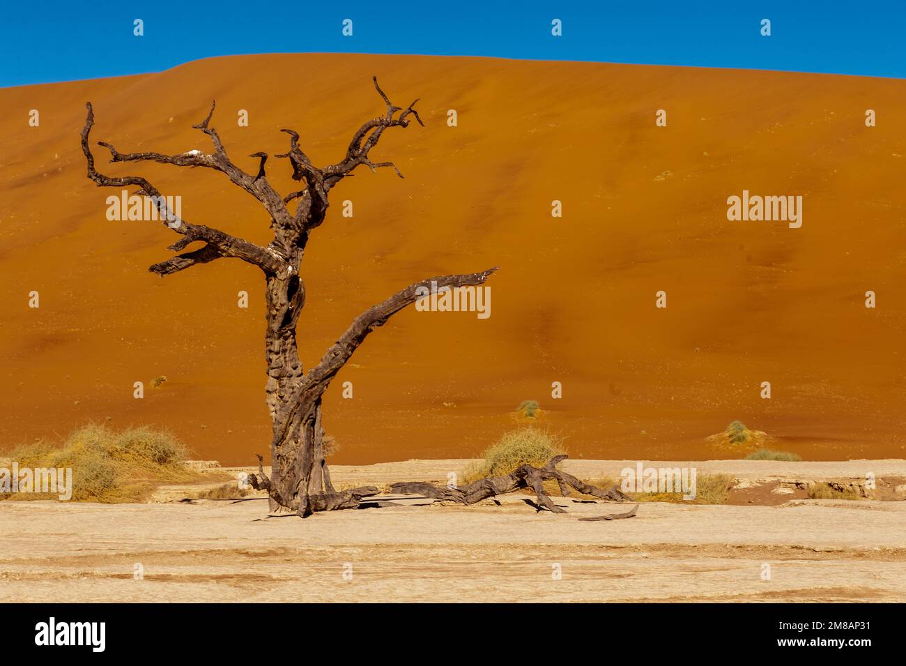 Landscape shot of the iconic dead trees of the Namibian deadvlei area ...