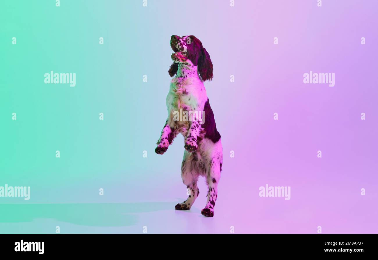 Studio image of smart english springer spaniel dog posing on hind legs ...