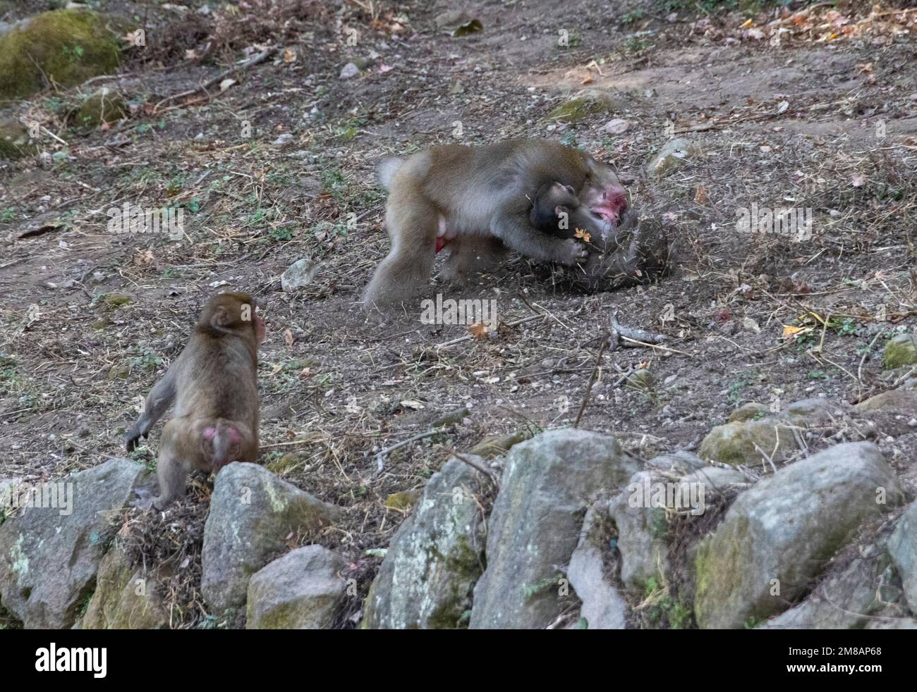 Takasakiyama shizen dobutsuen hi-res stock photography and images - Alamy