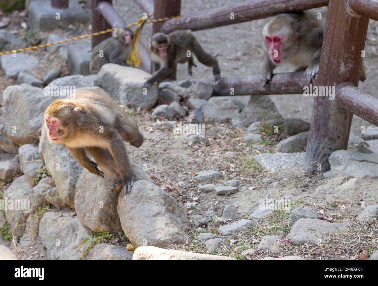 Monkey Park in Beppu, Japan Stock Photo - Alamy