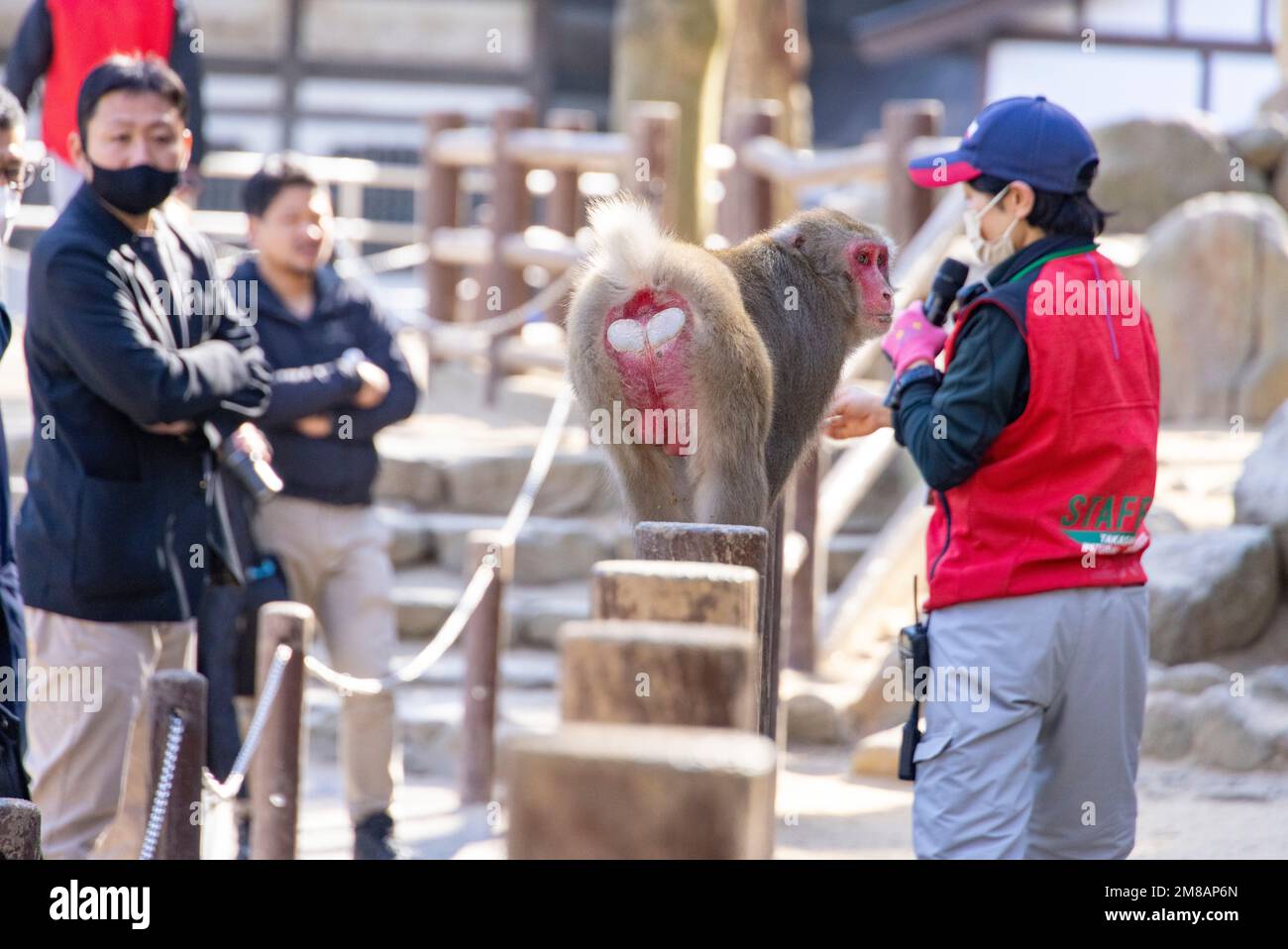 Monkey Park in Beppu, Japan Stock Photo - Alamy