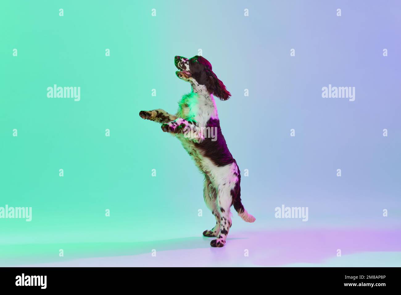 Following command. Studio image of dog, english springer spaniel ...