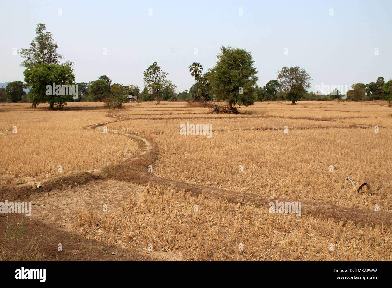 dried rice fields at det island (laos Stock Photo - Alamy