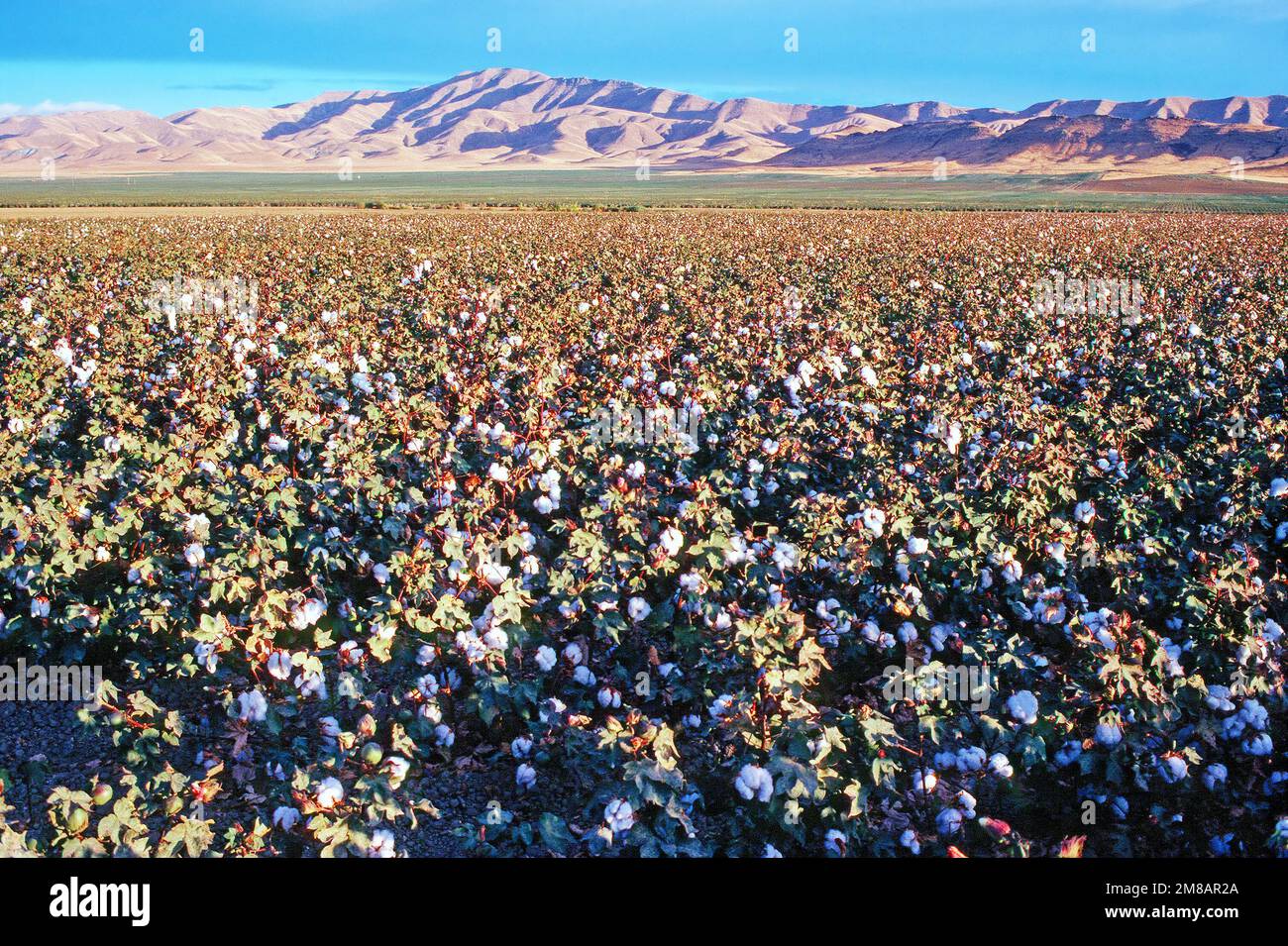 Cotton Field, California Stock Photo - Alamy